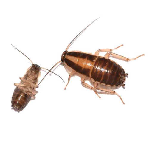 German Cockroach Identification, Habitat & Behavior | Ja-Roy