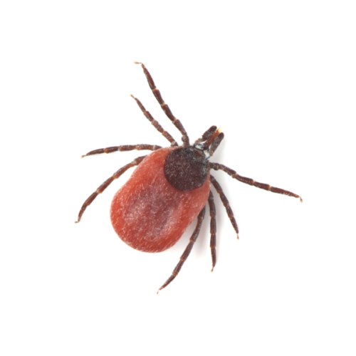 Deer Tick Identification, Habitat & Behavior | Ja-Roy