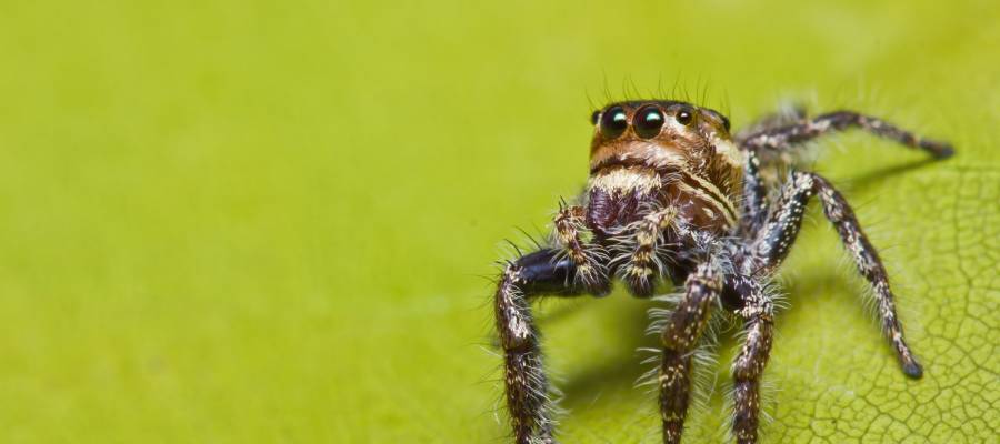 Our Top 10 Facts About Spiders | Ja-Roy Pest Control